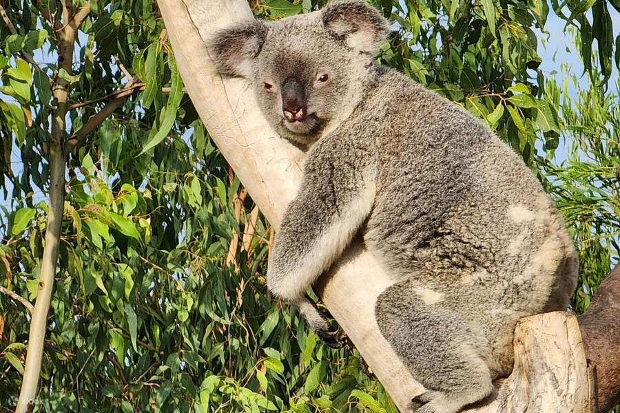 Lawatan Blue Mountains Dengan Pemandangan Dunia Dan Kemasukan Ke Zoo ...