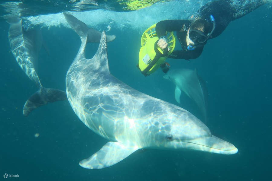 Experiencia de nado con delfines salvajes en Rockingham, Perth - Klook ...