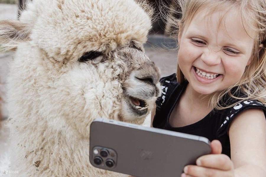 Meet Alpaca's and Nature Day Tour with Chinese Speaking Guide - Klook