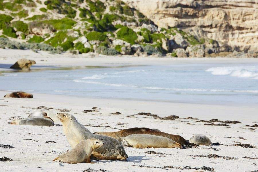 2-Day Ultimate Kangaroo Island Tour from Adelaide - Klook
