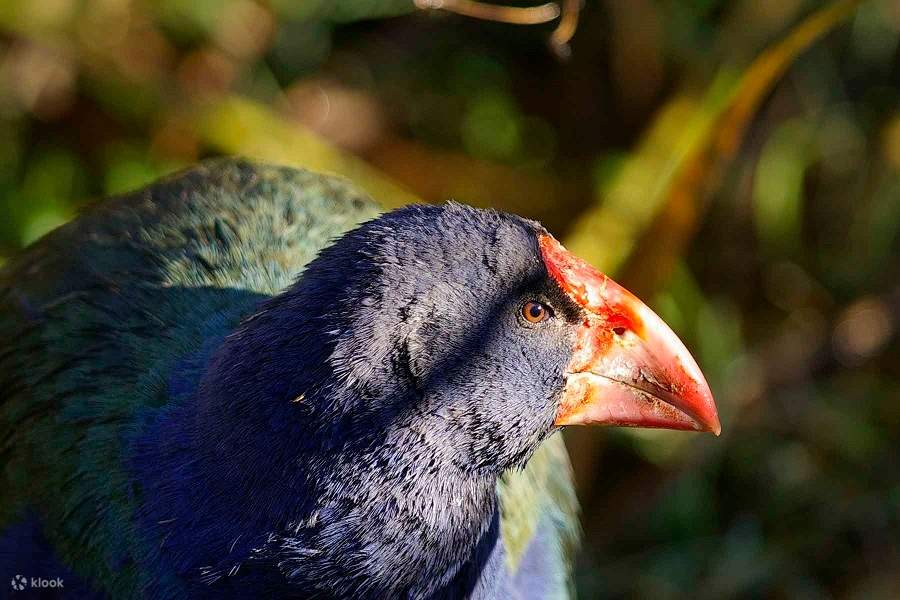 Tautari Wetland Highlights - Klook United Kingdom