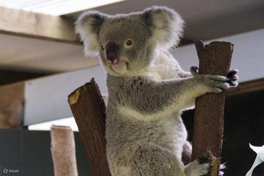 Grand Kuranda Experience Full Day Tour - Klook