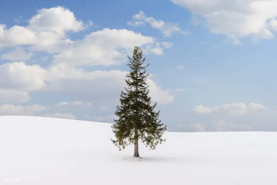 Asahiyama Zoo & Biei & Shikisai-no-oka & Ningle Terrace Day Trip ...