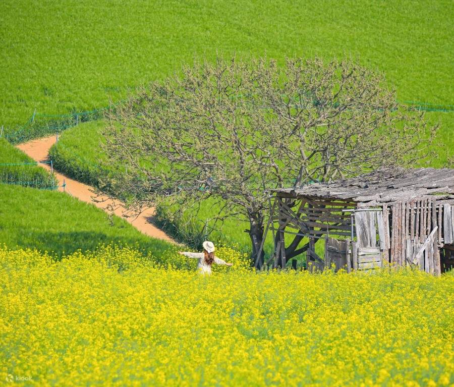 Jeonju & Green Barley Field - Klook