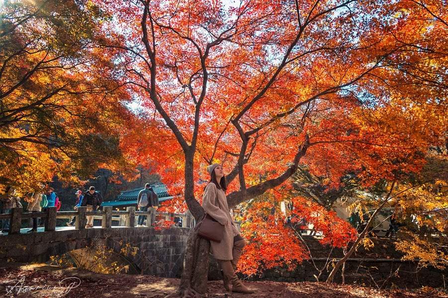 Mt. Naejang Trip from Seoul and Busan & Optional Drop off in Busan ...