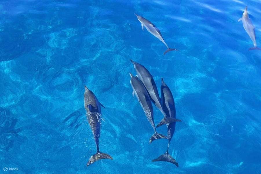 Dolphin Watching and Snorkel with Water Activities in Oahu - Klook ...