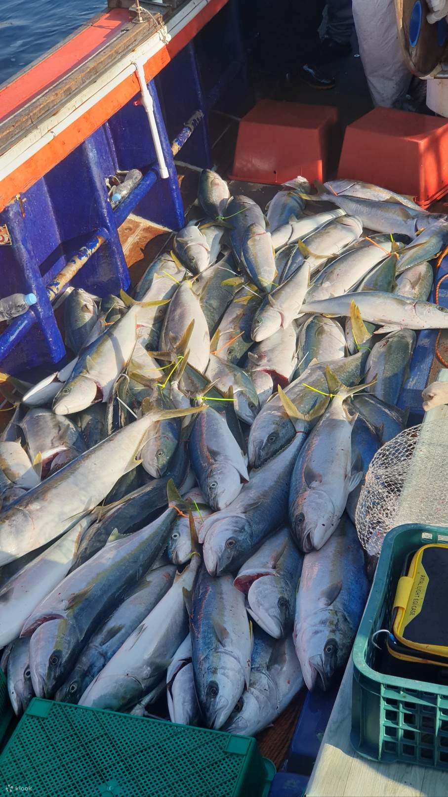 Jeju Sea Boat Fishing Tour with Lunch Included - Klook