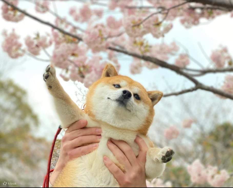 Akita City and Odate Private Charter Day Tour - Klook