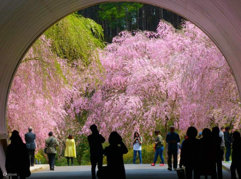 Miho Museum of Art & Former Bamboo Forest & Lake Biwa Shirahige Shrine ...