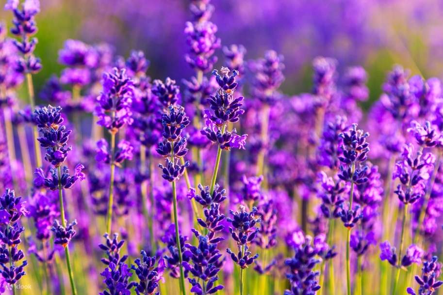 Harada Farm Fruit Picking & Fukiware Falls & Tambara Lavender Park ...