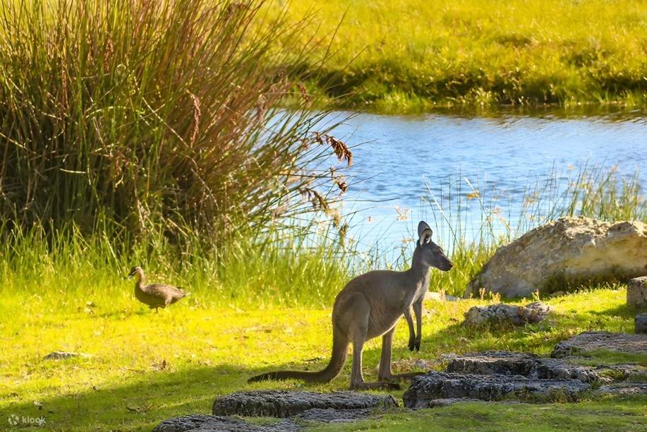 Tour nel deserto dei Pinnacoli da Perth - Klook Stati Uniti