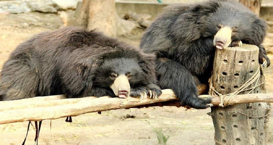 Taj Mahal Sunrise /Sunset Tour With Wildlife SOS Elephant/Bear - Klook ...