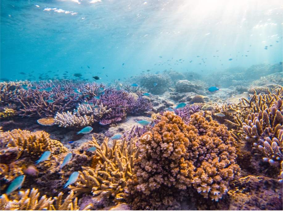 Ride and Slide Morning Tour in Fiji - Klook Australia