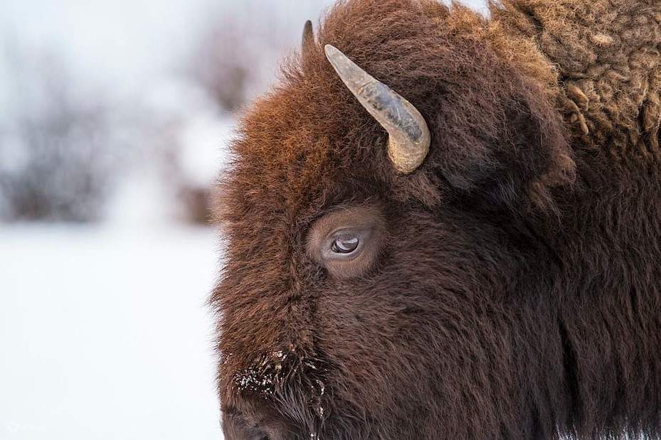 6D5N Southwest and Yellowstone National Park Join In Tour from Las ...