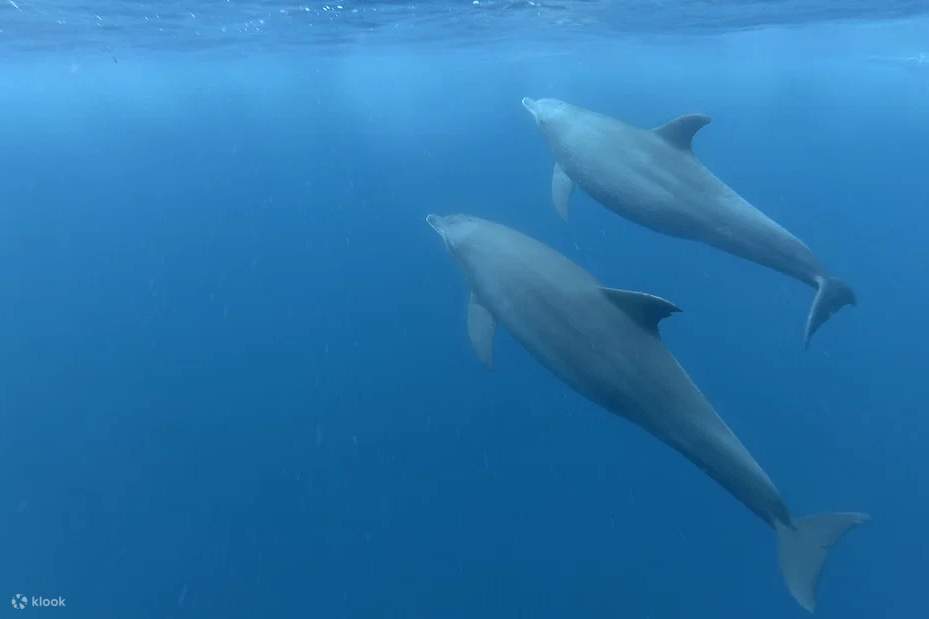 6 Hour Jozani Forest National Park and Dolphin Encounter Private Tour ...