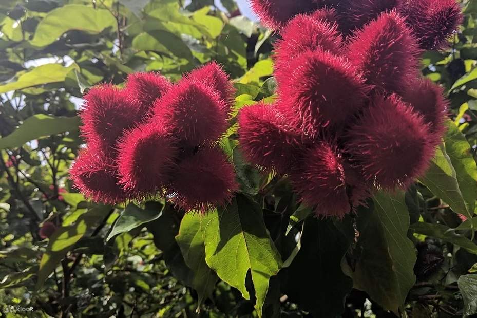 6 Hour Stone Town & Spice Farm Walking Tour in Zanzibar - Klook