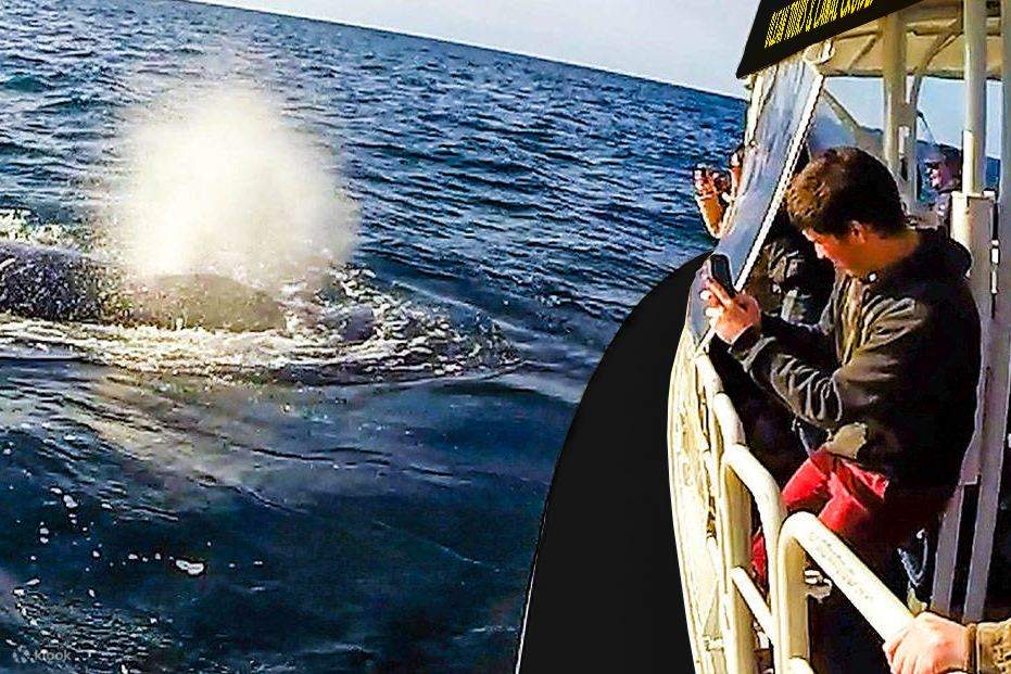 Coastal Express Mooloolaba Whale Watching Experience - Klook