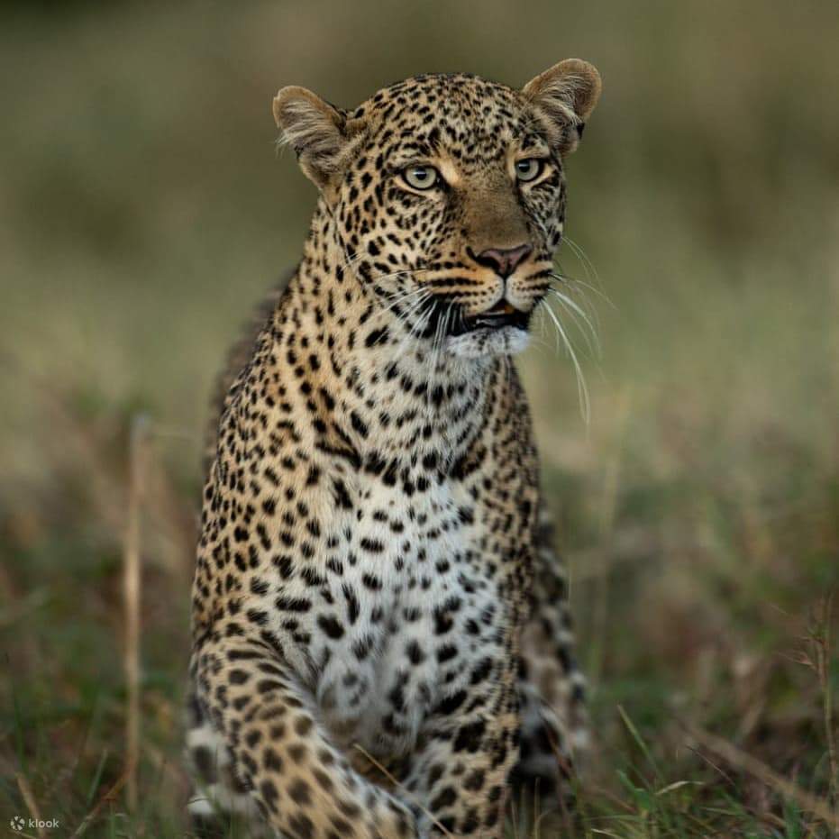 Golf and Safari Adventures in Kenya - Klook Australia