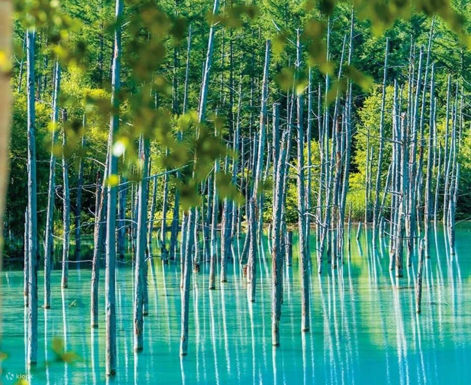 Hokkaido Biei and Furano Day Tour | Roller Coaster Road + Shikisai-no ...