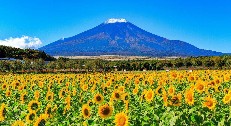 Mt. Fuji 5th Station, Fruit Picking, and Ropeway Flower Trip from Tokyo ...