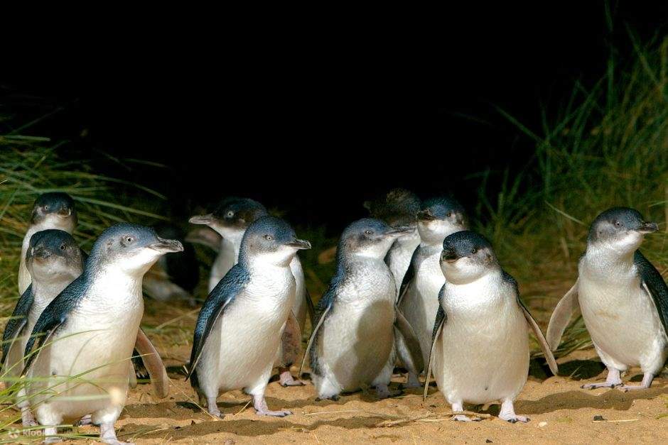 Phillip Island Penguin Express Day Tour - Klook Singapore