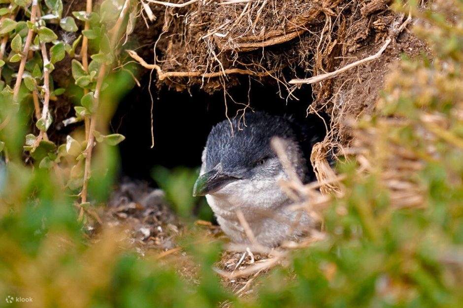 Phillip Island Penguin Express Day Tour - Klook United States