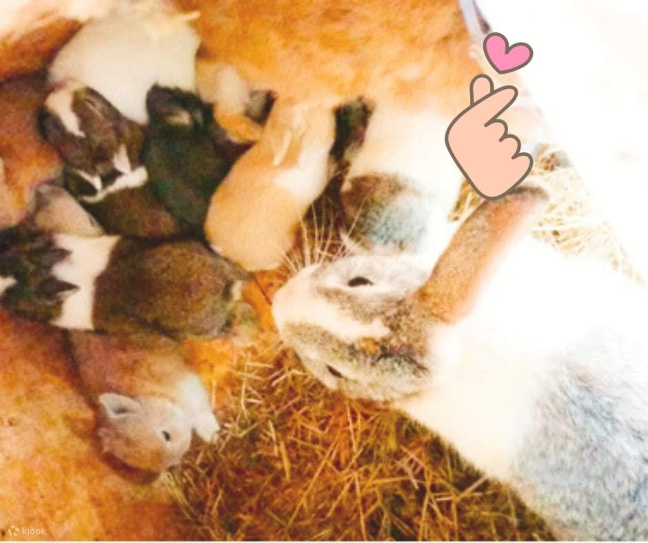 Izu Omuro Mountain & Crater Ropeway / Atami Castle Footbath Observation ...