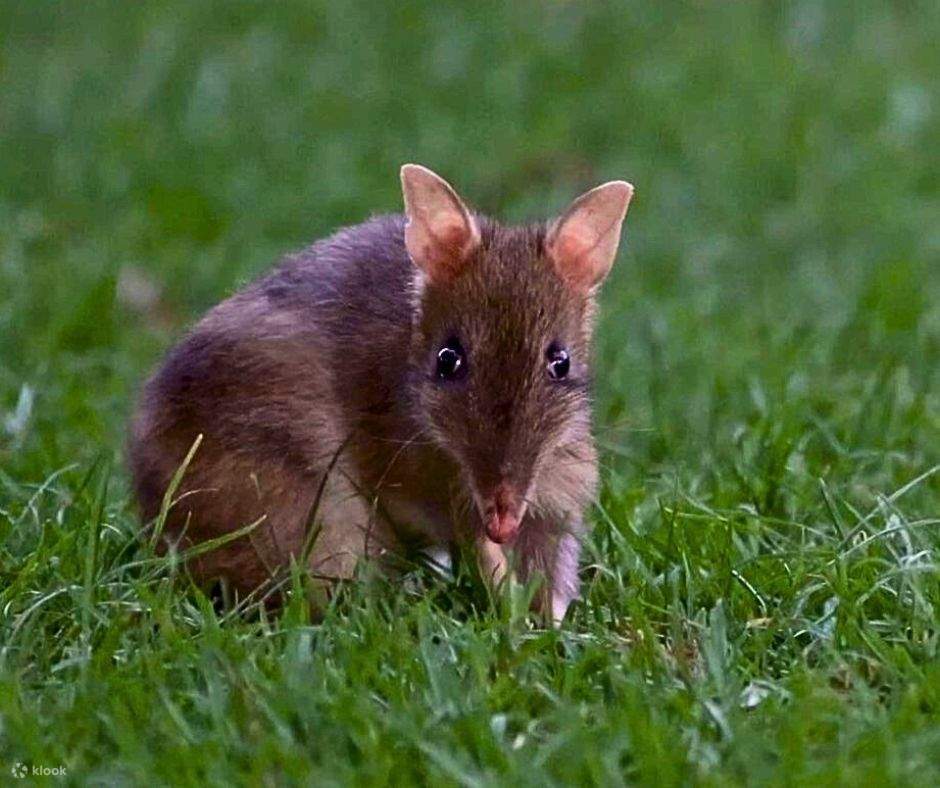 Phillip Island Penguin Express Day Tour - Klook United States
