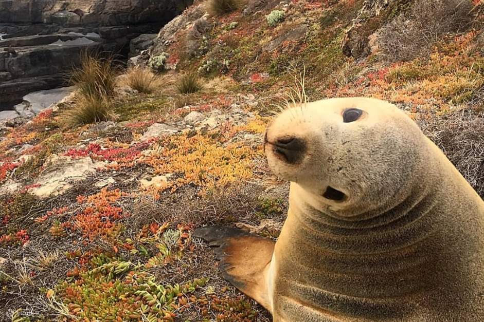 2 Day Kangaroo Island Wildlife Adventure - Klook