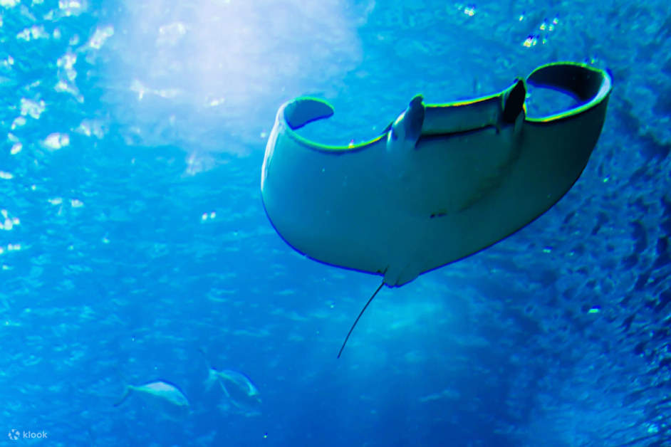 Manta Ray Night Snorkel Experience on Big Island - Klook