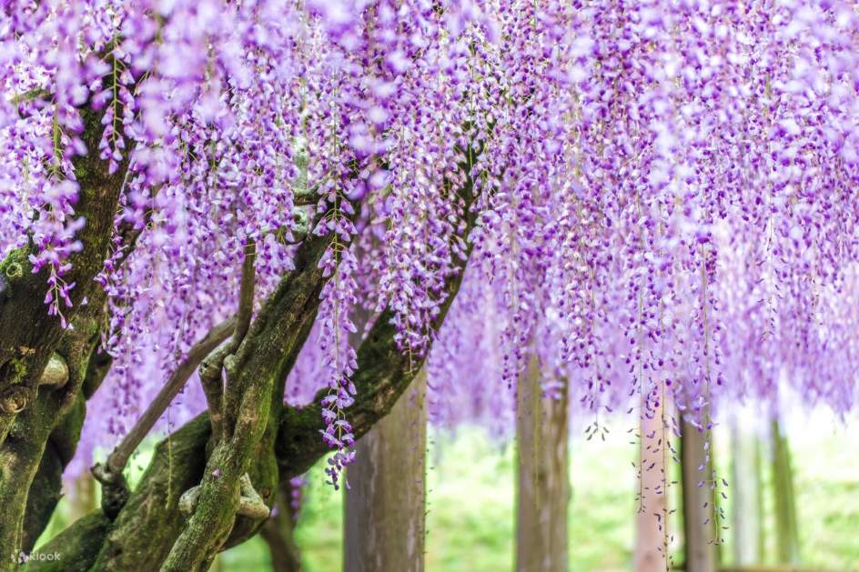Flower viewing only｜Kitakyushu｜Mojiko Port, Karato Market, Kokura ...