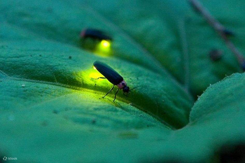 民丹島螢火蟲和紅樹林之旅 - Klook 客路