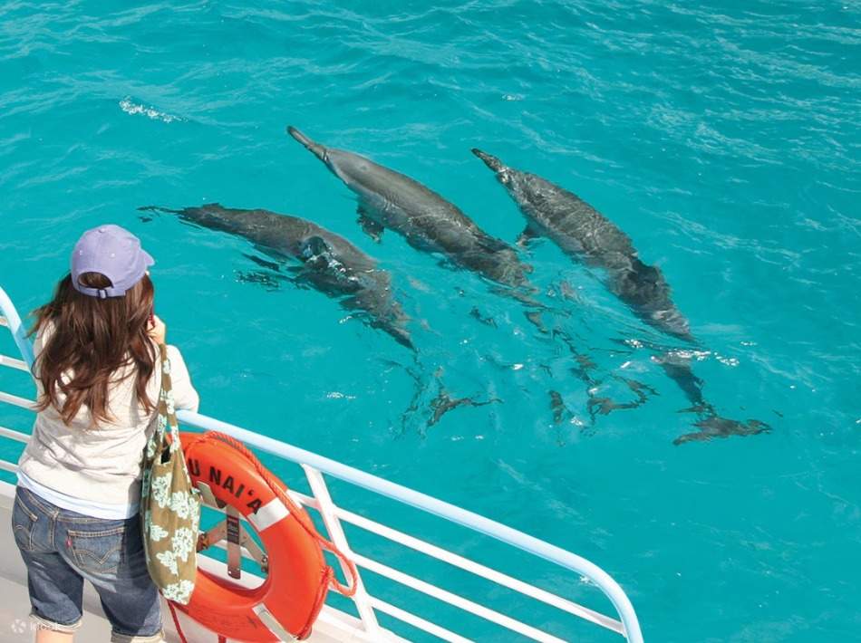 Oahu Wild Dolphin Watching Cruise with Optional BBQ and Snorkel - Klook