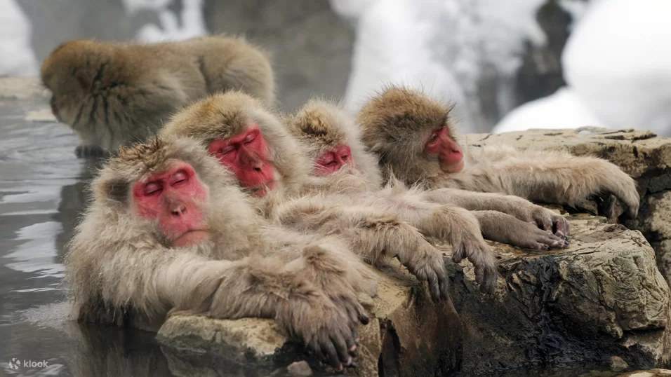 (Winter Only) 1-Day Tour From Nozawa Onsen: Snow Monkeys, Zenko-ji T ...