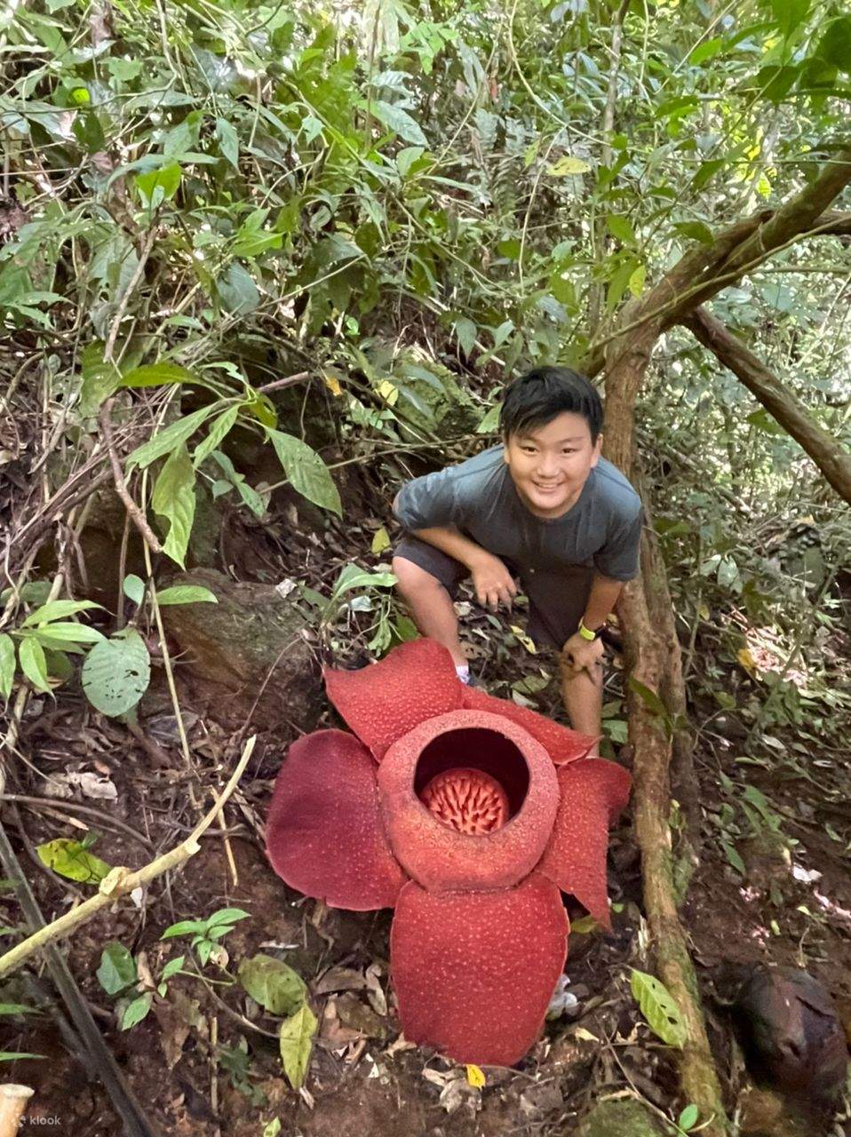 Rafflesia Half Day Trekking Trip di Cameron Highlands, Malaysia - Klook ...