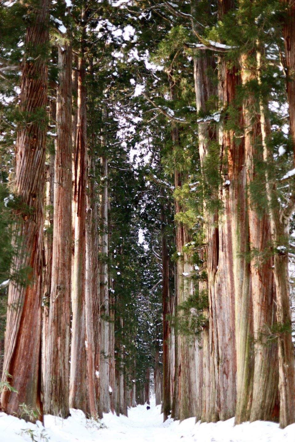 2-Day Snow Monkeys and Kusatsu Onsen Tour from Shinjuku - Klook United ...
