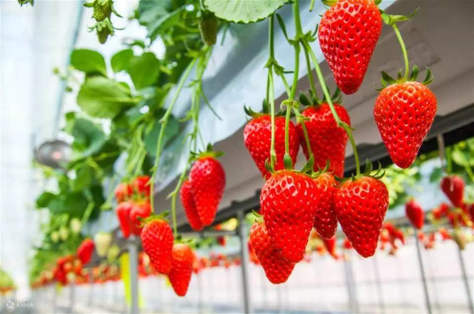Fuji Area Sightseeing, All-You-Can-Eat Fruits & Mt. Kachi Kachi Ropeway ...