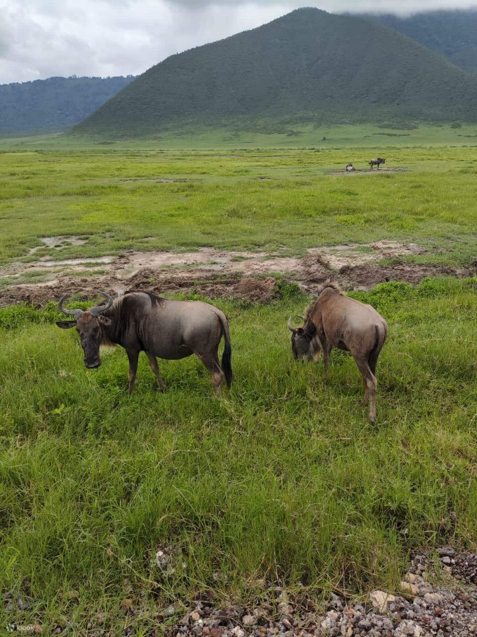 Unforgettable Crescent Island Walking Safari Naivasha - Klook Philippines