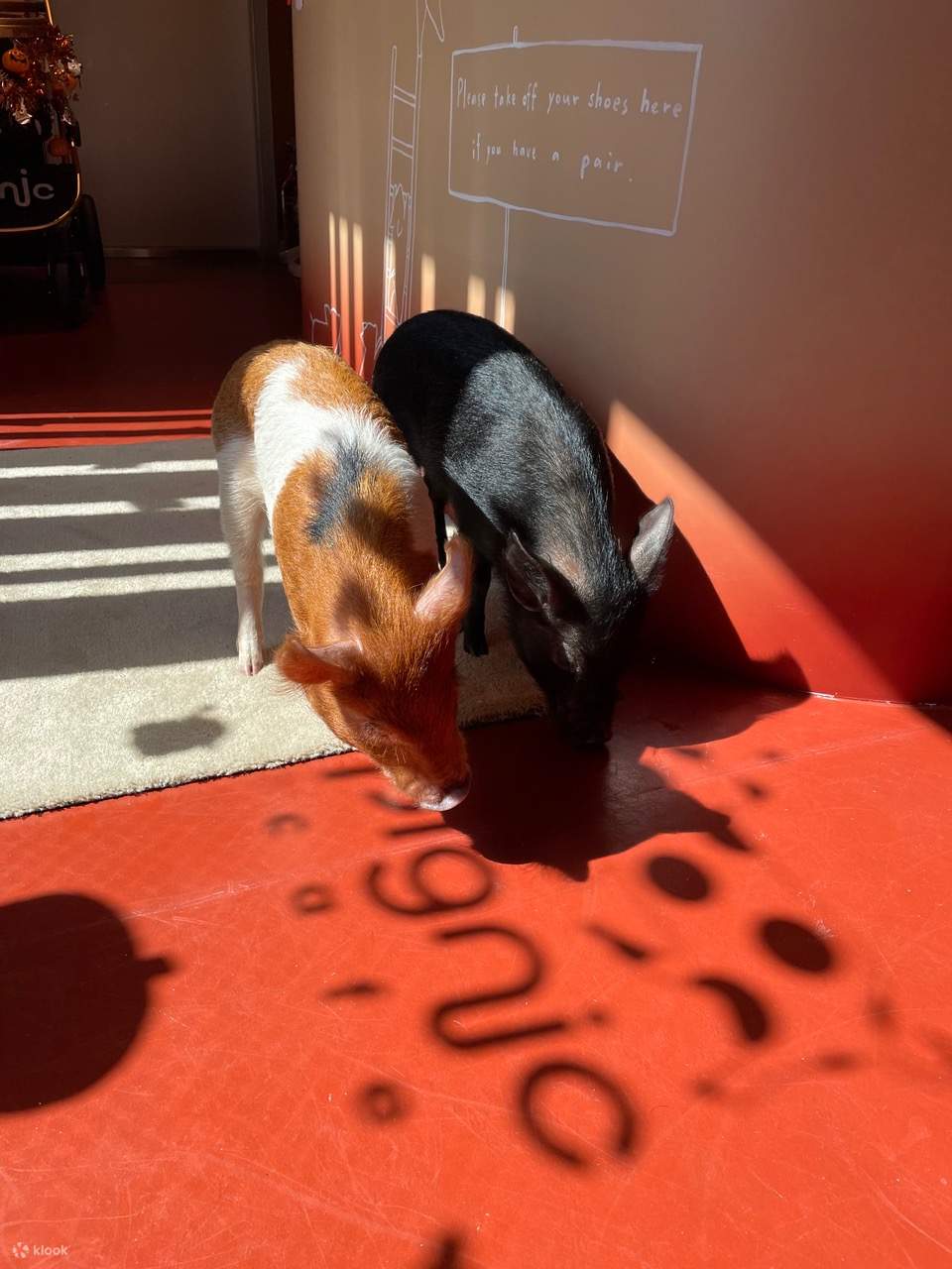 Online reservation for fully private room mini pork cafe (Tokyo) - Klook