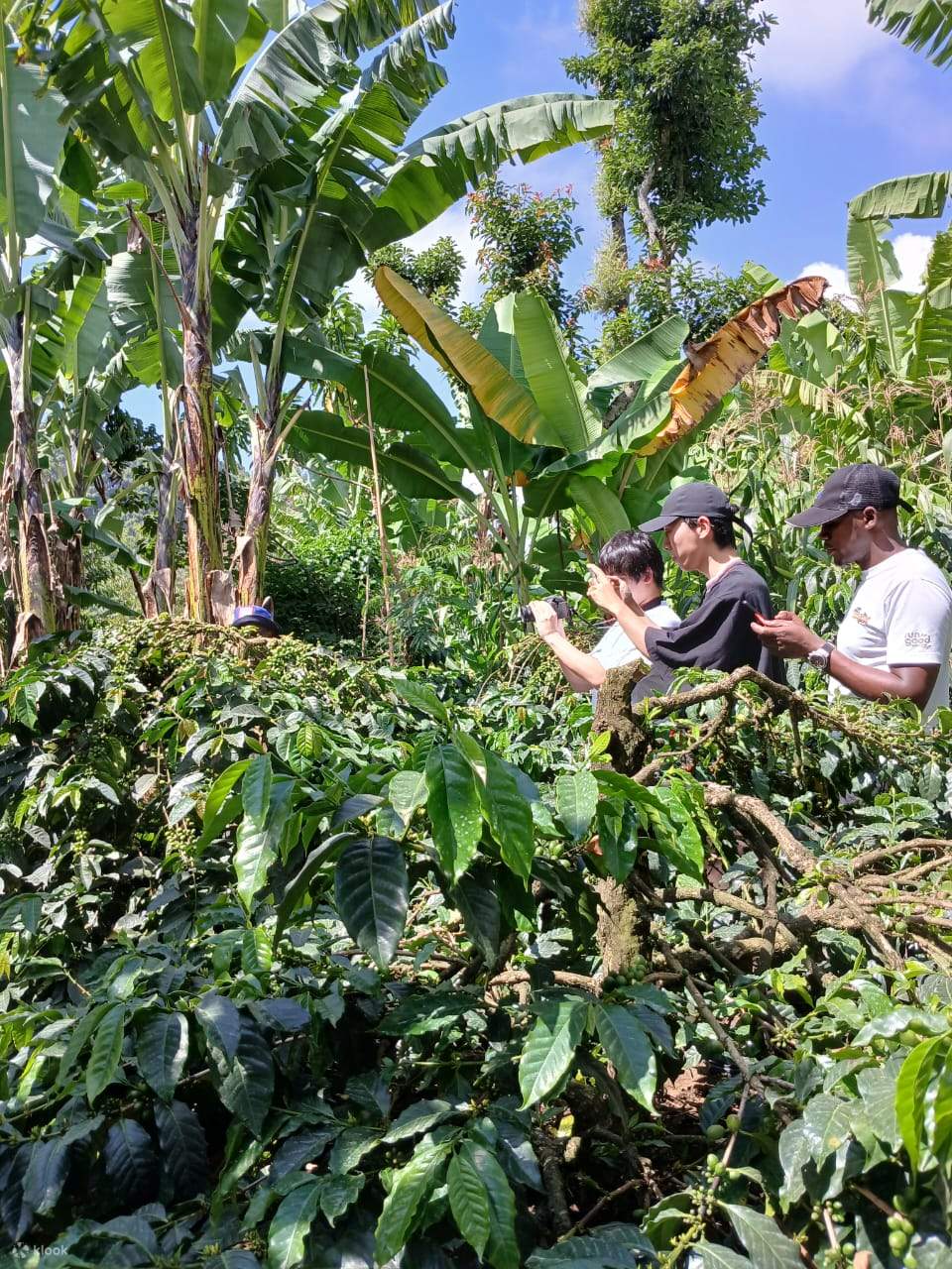 Napuru Waterfalls & Coffee Farm Day Tour - Klook United States