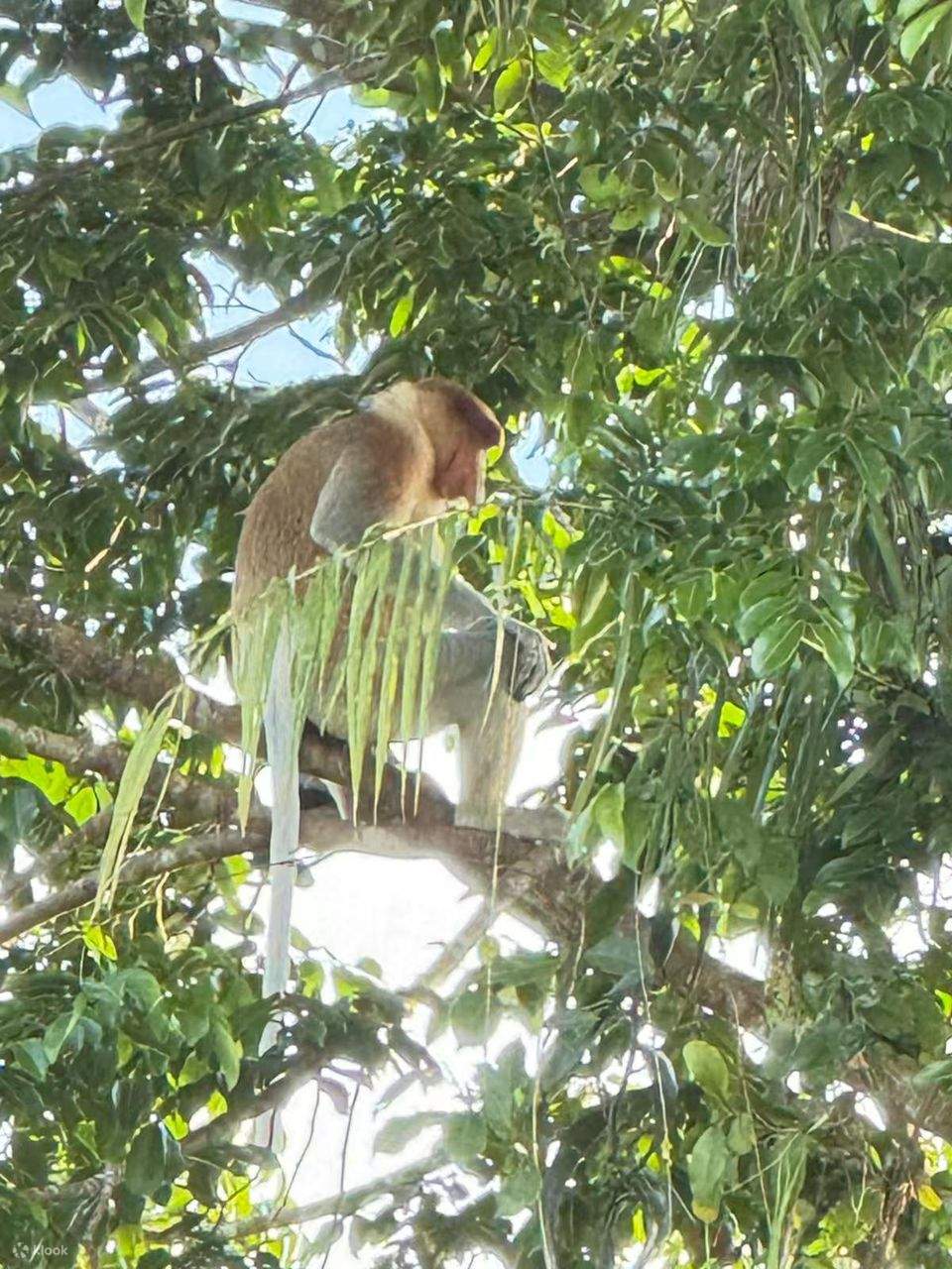 Bongawan Mangrove River Cruise, Fireflies, Sky Mirror Tour - Klook ...