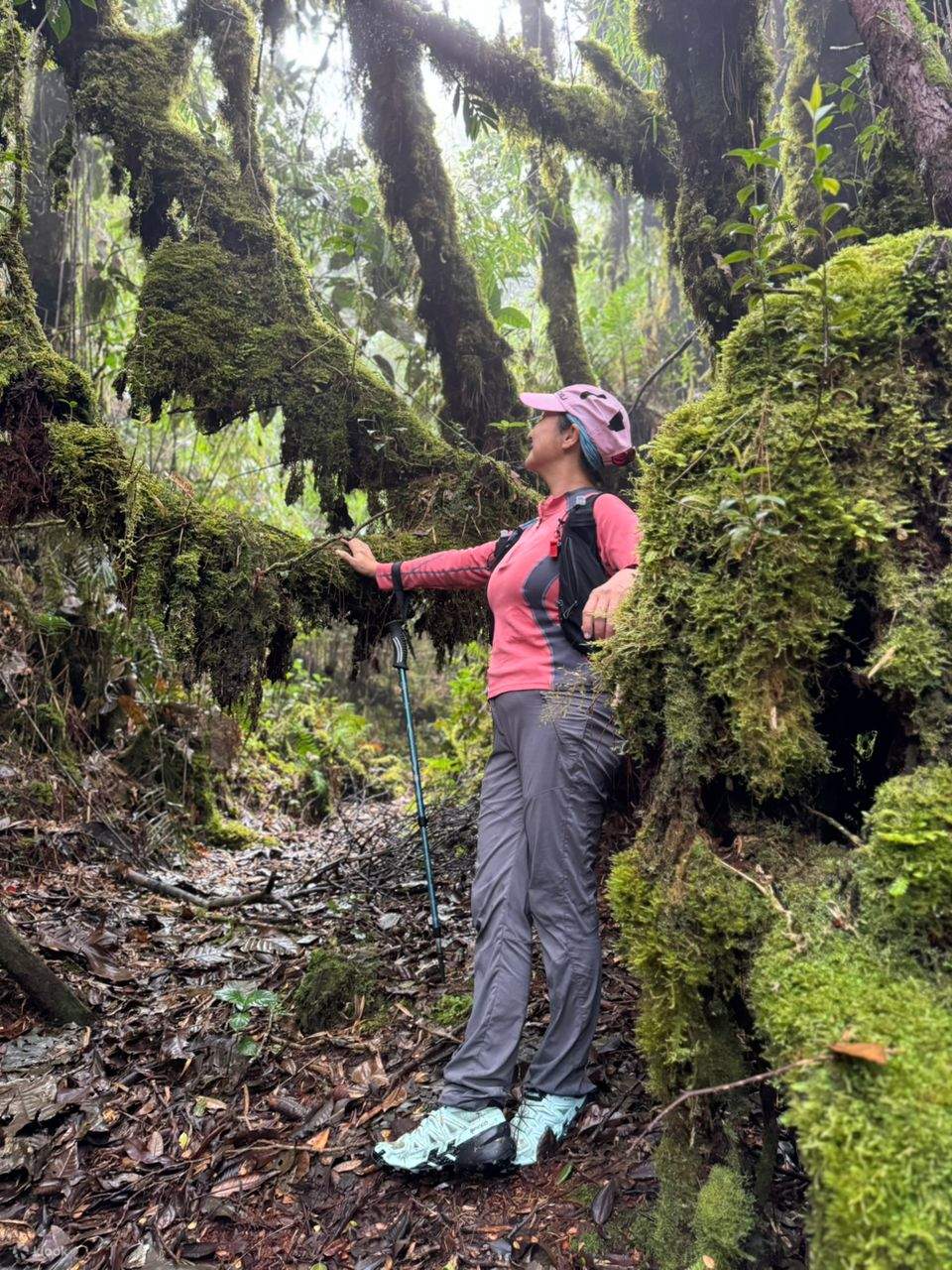 Mossy Forest Trekking with Stay & Breakfast in Cameron Highlands - Klook Россия