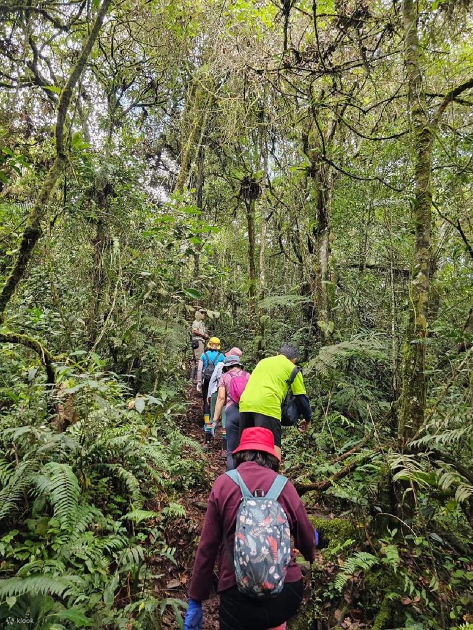 The Enchanted Trail of Coral Hill - Klook United Kingdom