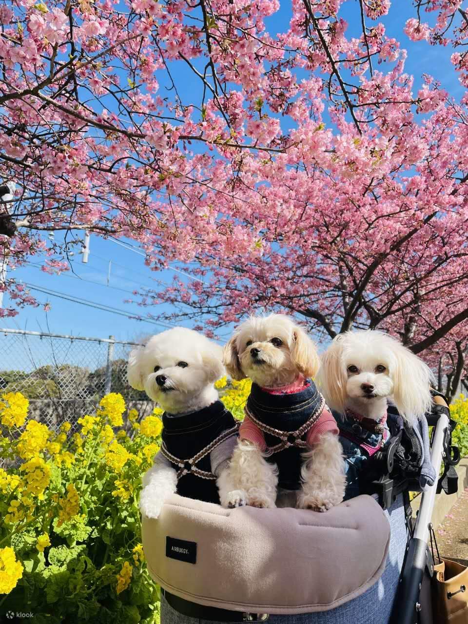 미우라 해안 가와즈 벚꽃 축제 And 미사키 어항 And 조지마 공원 당일 여행 도쿄 출발 클룩 Klook 한국