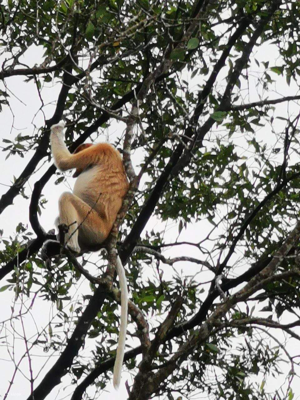 Bongawan Mangrove River Cruise & Fireflies Tour in Sabah – A Magical ...