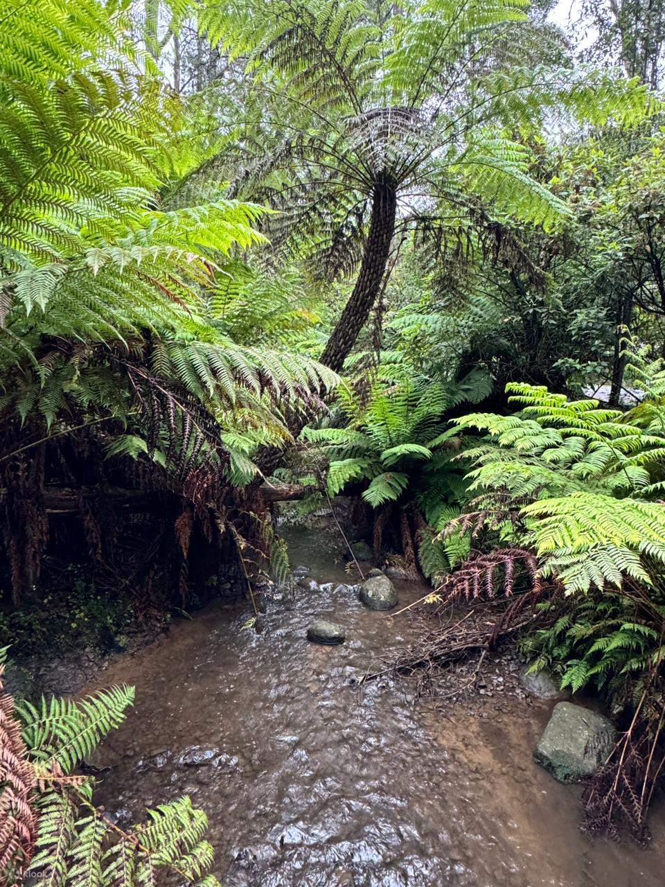 Puffing Billy Steam Train Ride from Melbourne - Klook Australia
