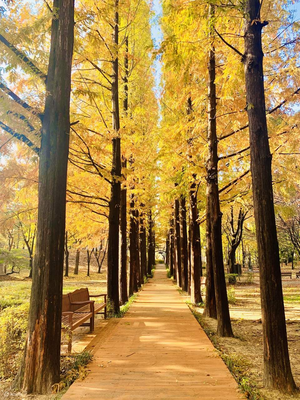 Tur Instagrammable Musim Gugur dari Seoul - Klook Indonesia