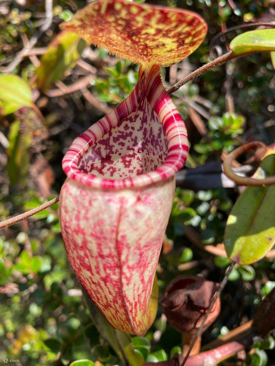 Mossy Forest Trekking with Stay & Breakfast in Cameron Highlands ...