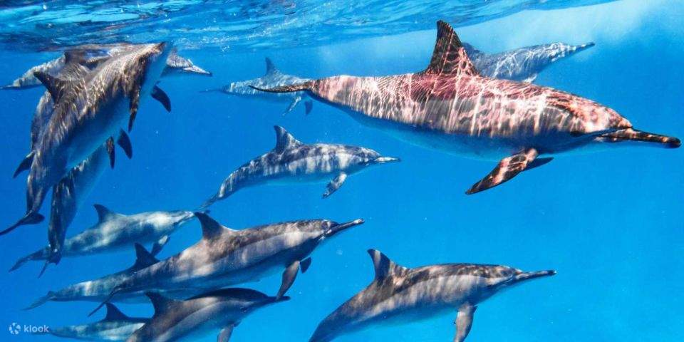 Exclusive Dolphin Watching Experience: Private Yacht & Island Tour in ...
