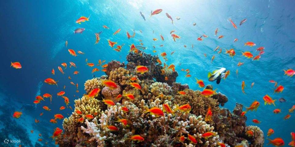 Explore the Red Sea: Snorkeling Day Tour in Hurghada with Lunch and ...
